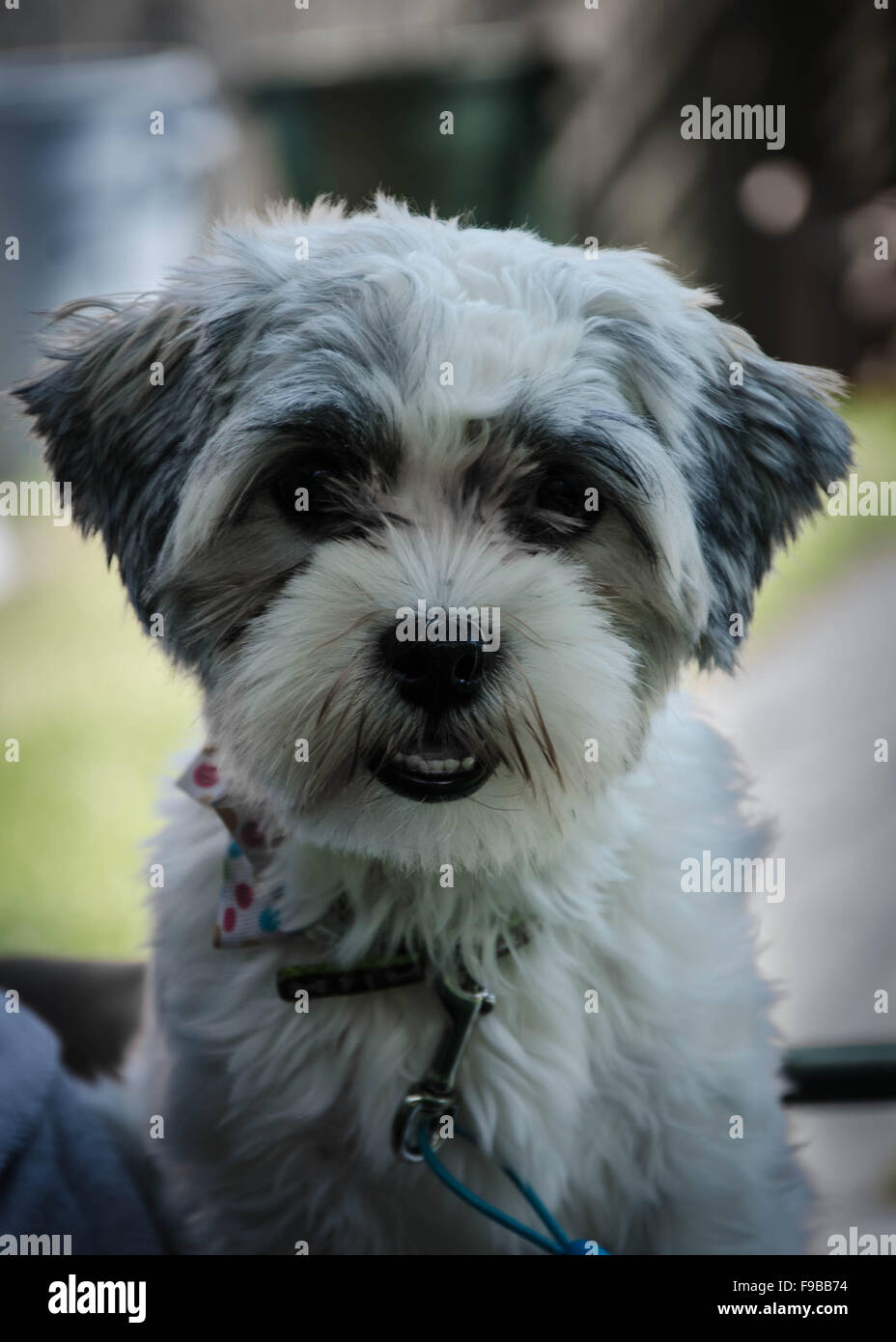 A Gray and White Shih Tzu Puppy Stock Photo - Alamy