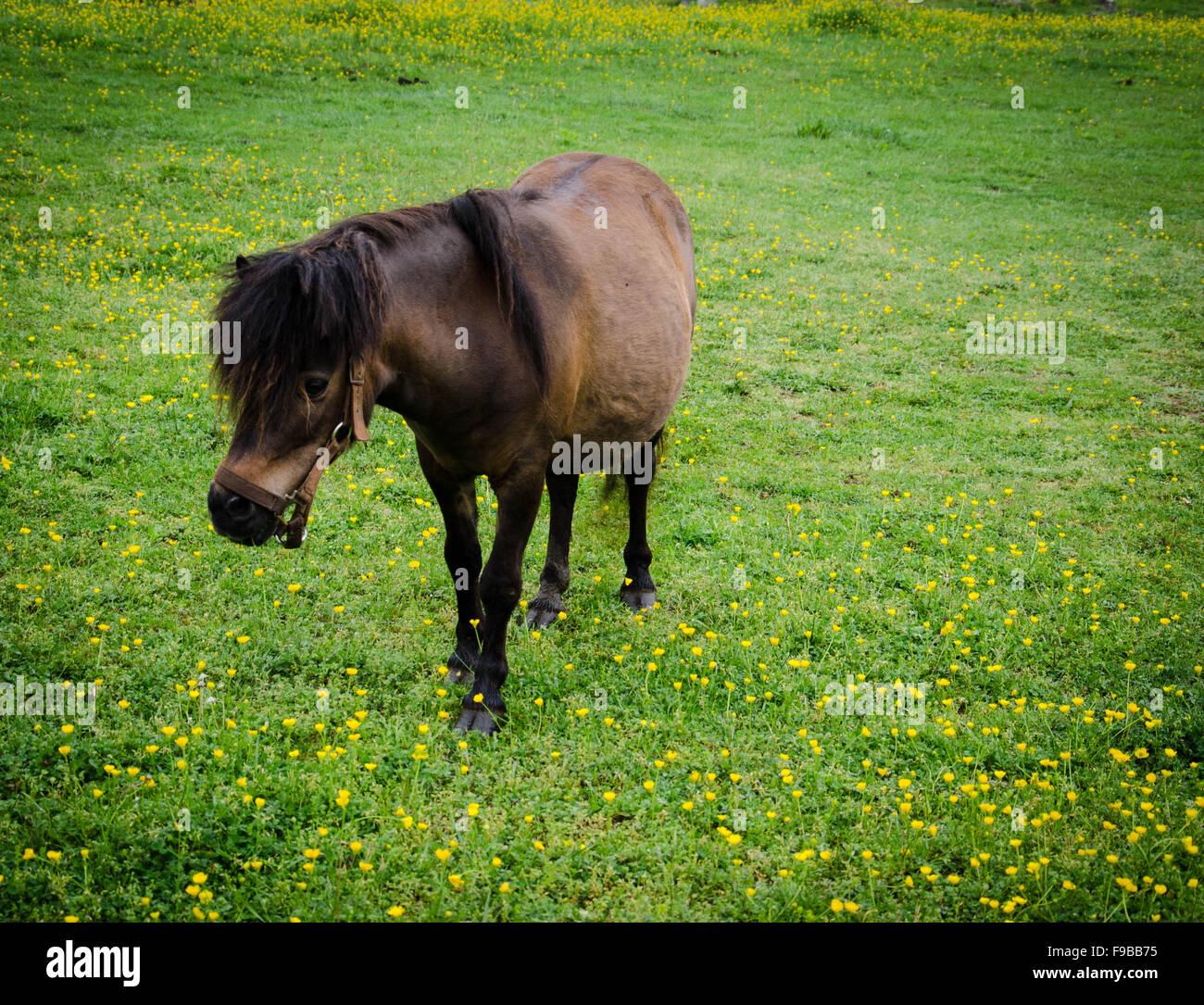 Little Brown Pony in a Field Stock Photo - Alamy