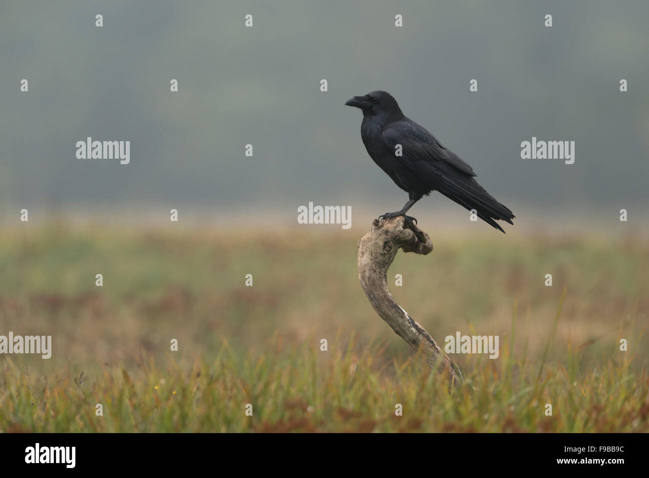Raven side view photo hi-res stock photography and images - Alamy