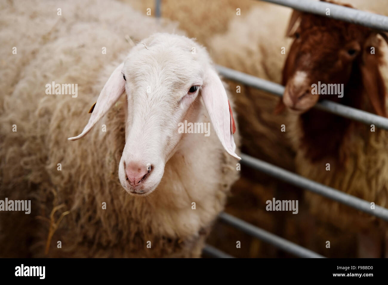 Shepherd with a flock of sheep at a barn hi-res stock photography and ...