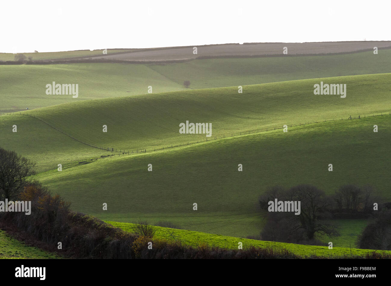 Rich green winter crops cover undulating folds of south Devon ...