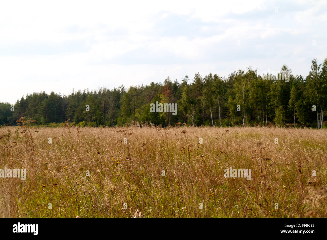 grass valley in forest during summer Stock Photo - Alamy