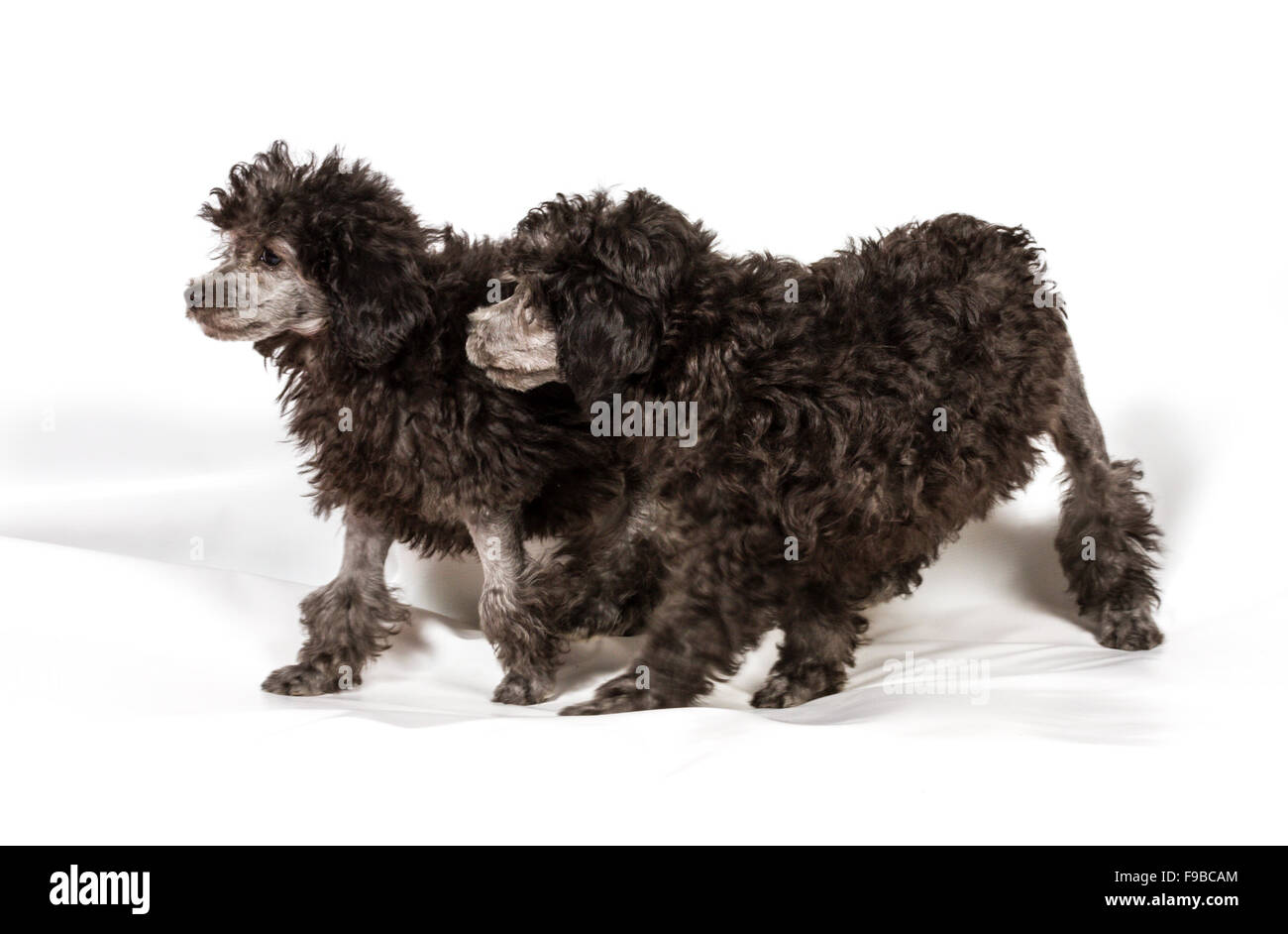 Poodle in front of white background Stock Photo - Alamy