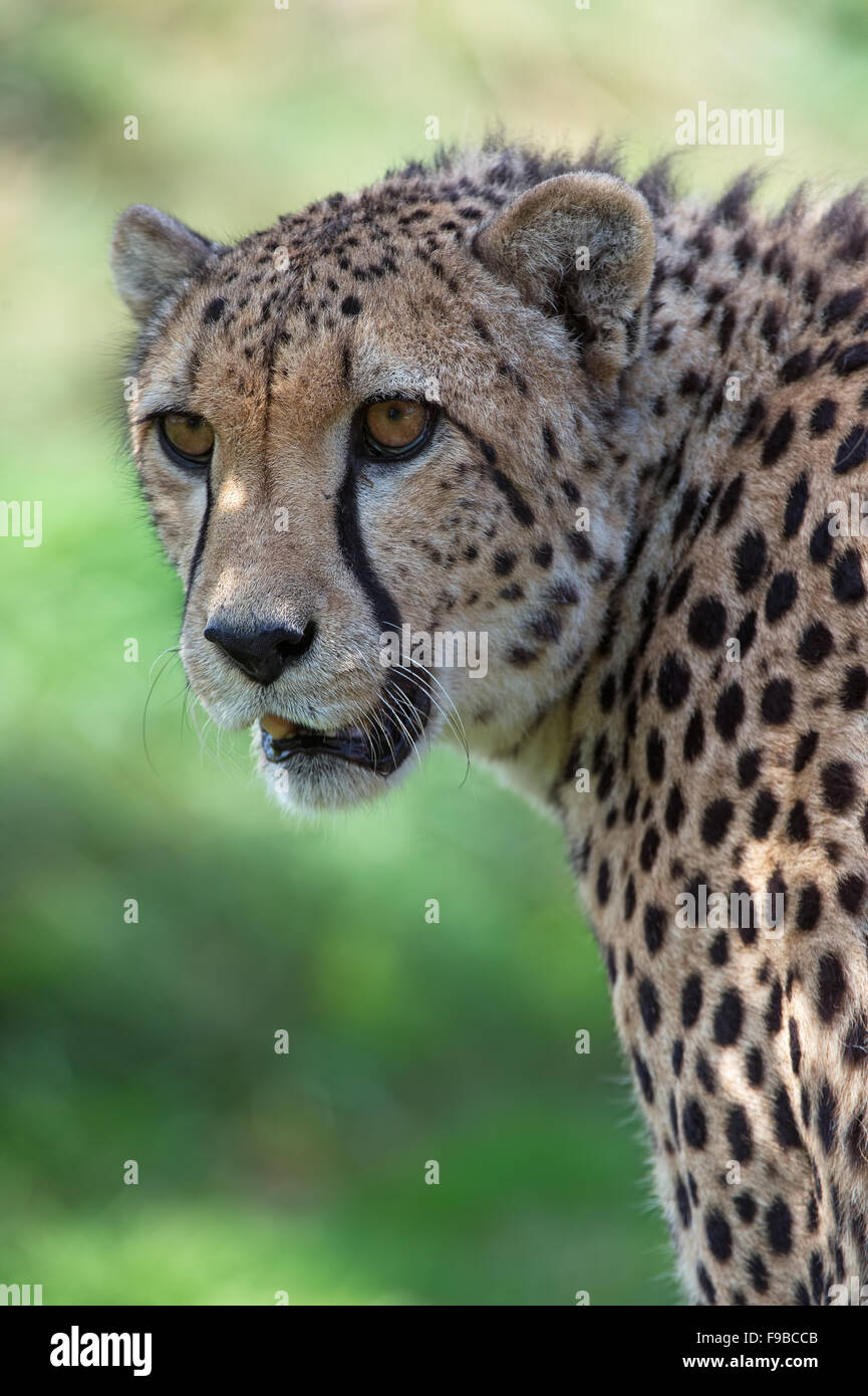 Cheetah teeth hi-res stock photography and images - Alamy