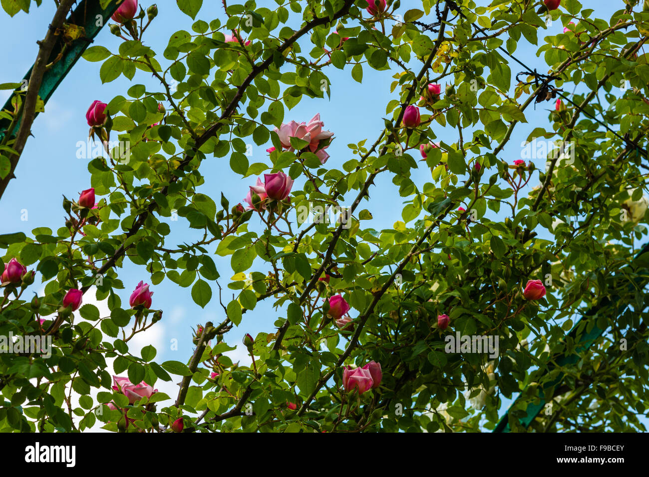 Beautiful pink climbing roses hi-res stock photography and images - Alamy