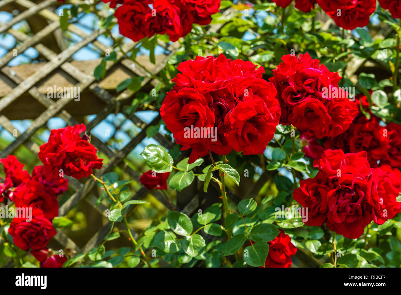 Bush of beautiful roses in a garden. Sunny shot Stock Photo - Alamy