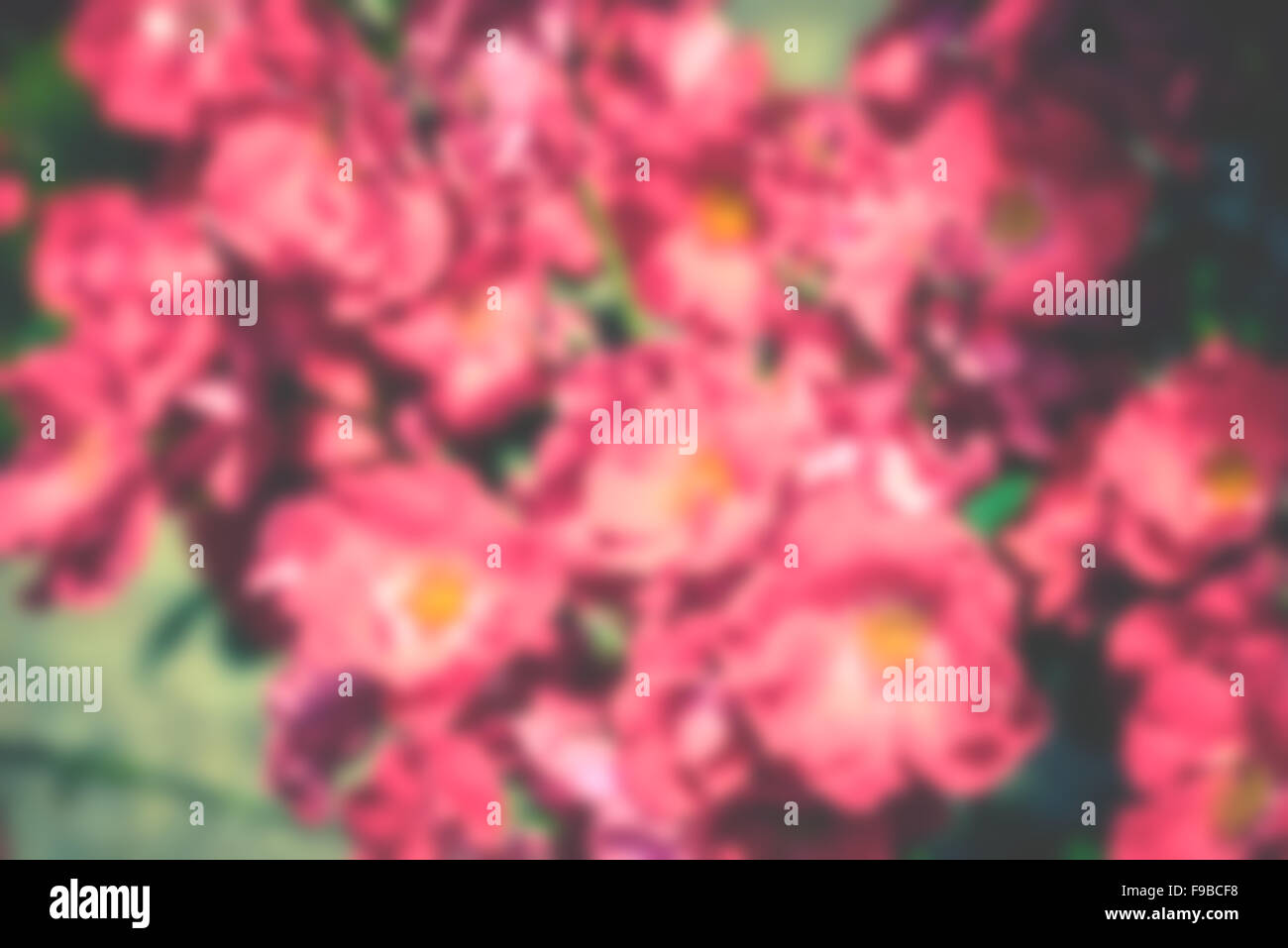 Blur roses hi-res stock photography and images - Alamy