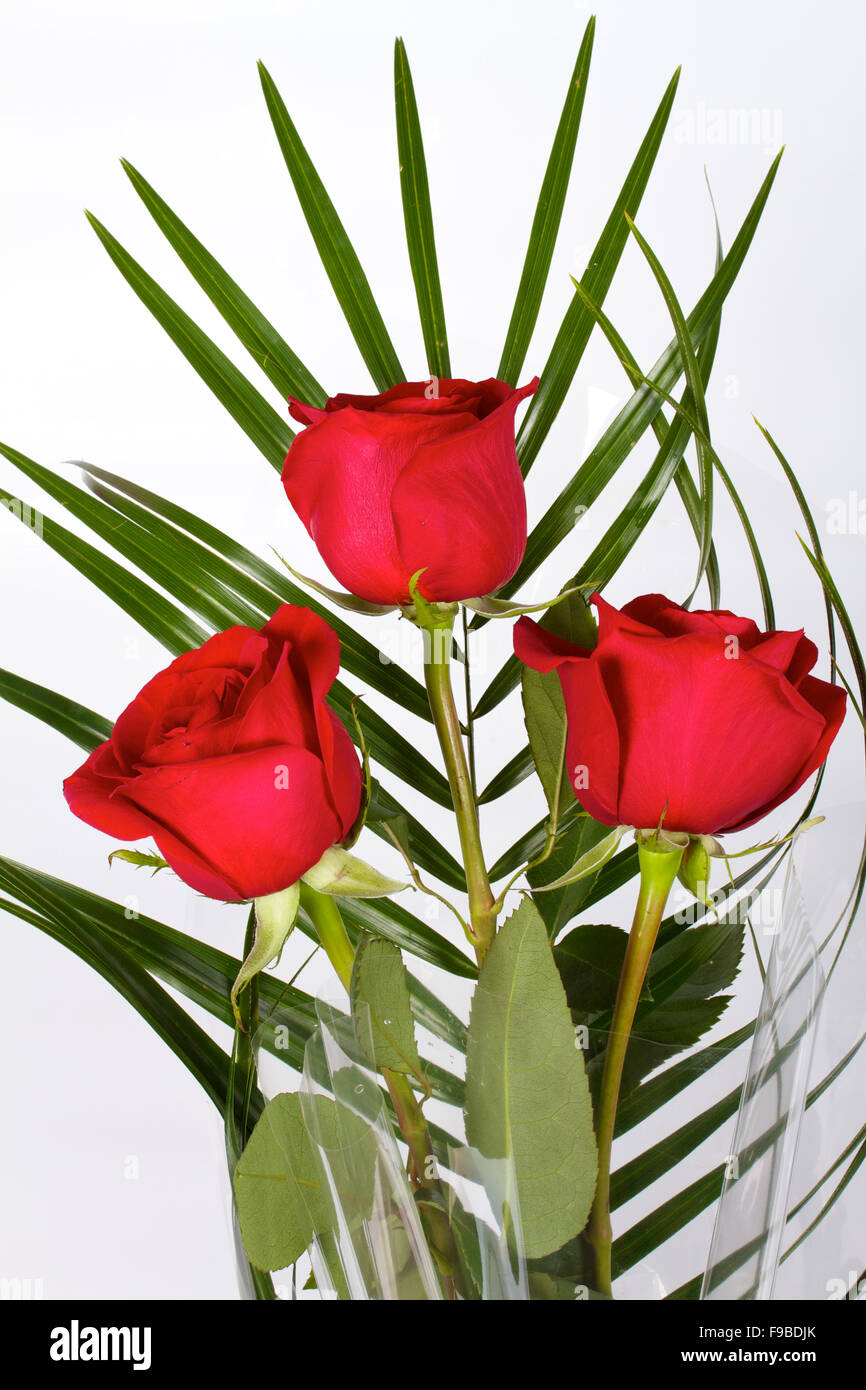 Close-up shot of roses Stock Photo - Alamy