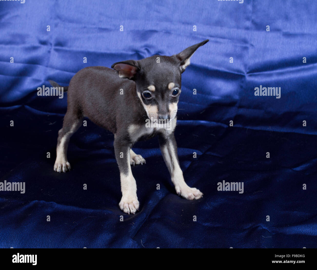 Russian toy terrier Stock Photo - Alamy