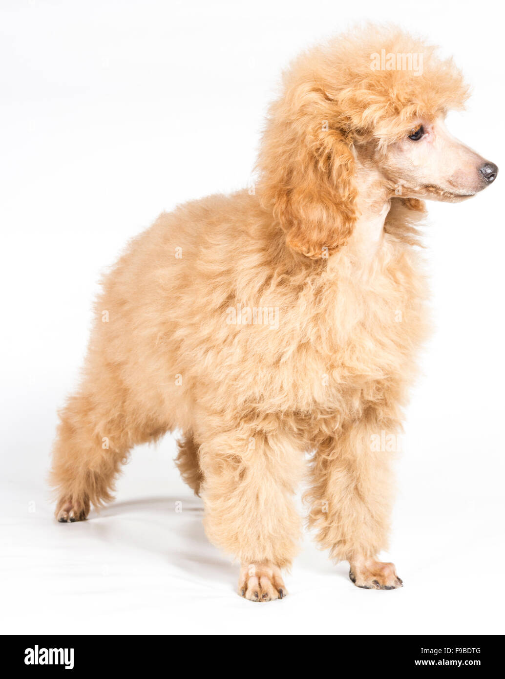 Apricot poodle puppy portrait on a white background Stock Photo - Alamy
