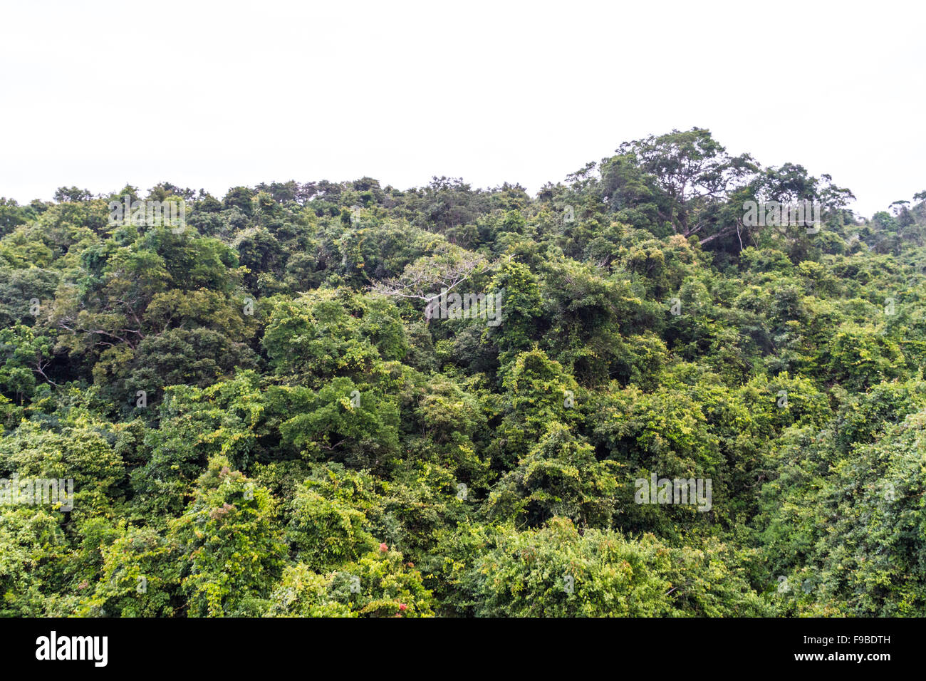 Chinese jungle, island of Hainan Stock Photo - Alamy