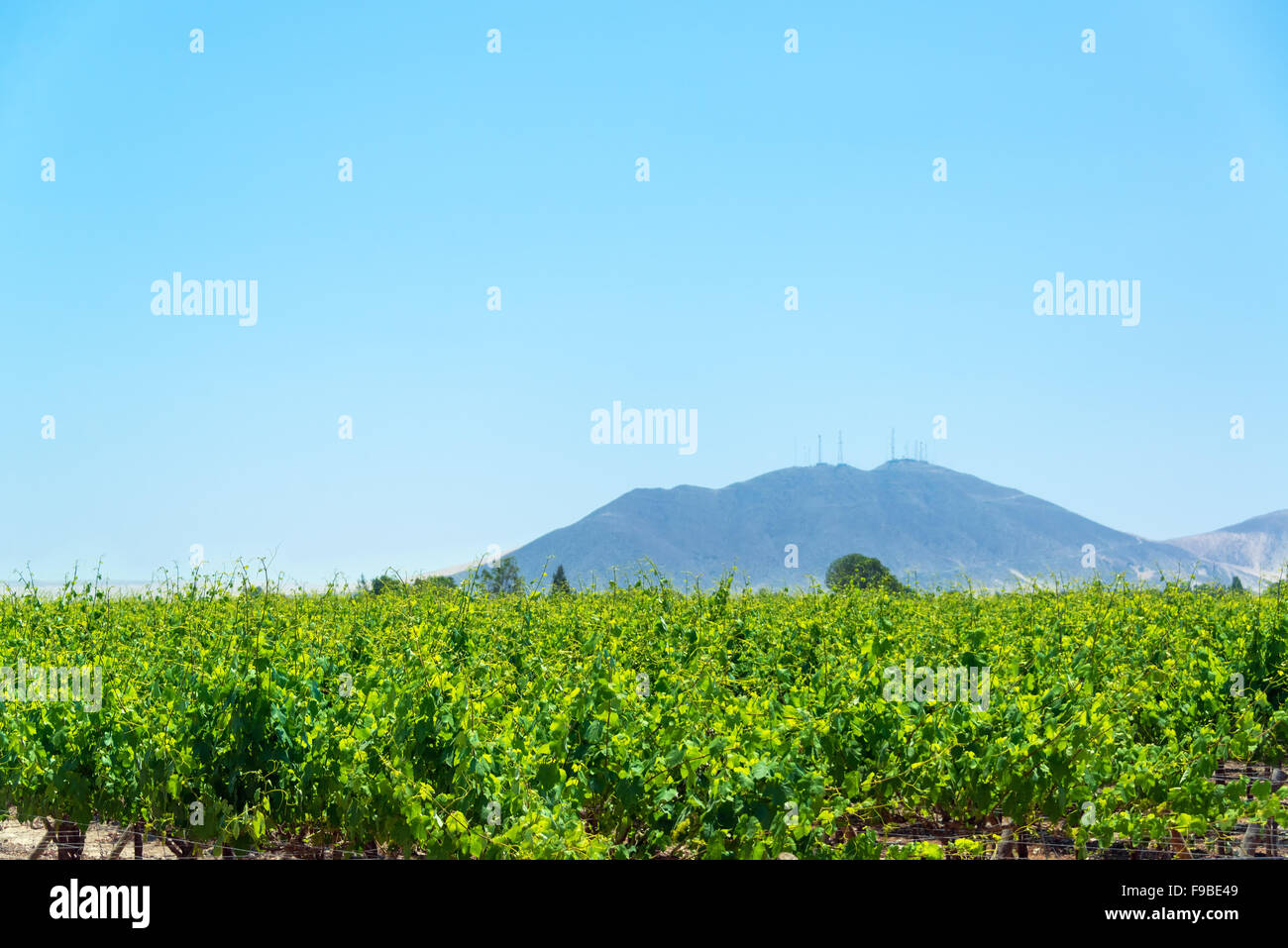 Grape vines in Ica, Peru used to make pisco Stock Photo - Alamy