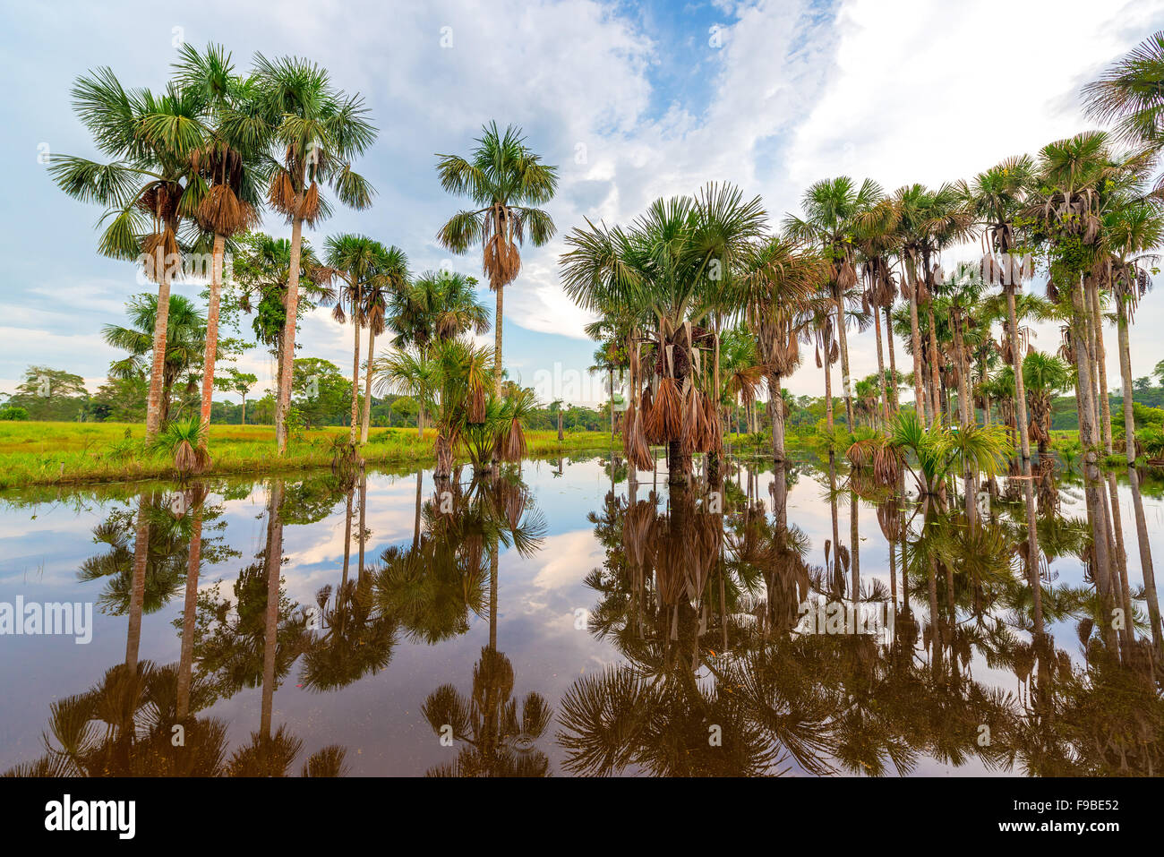 Grove of palm trees being reflected in a pond in the Amazon rain forest ...