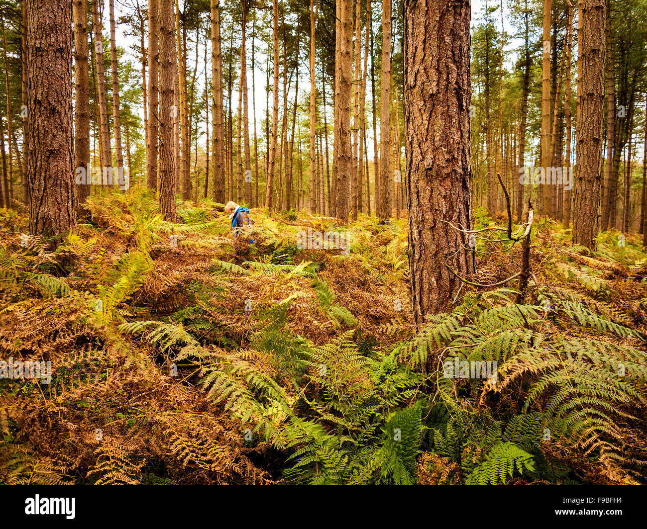 Delamere forest hi-res stock photography and images - Alamy