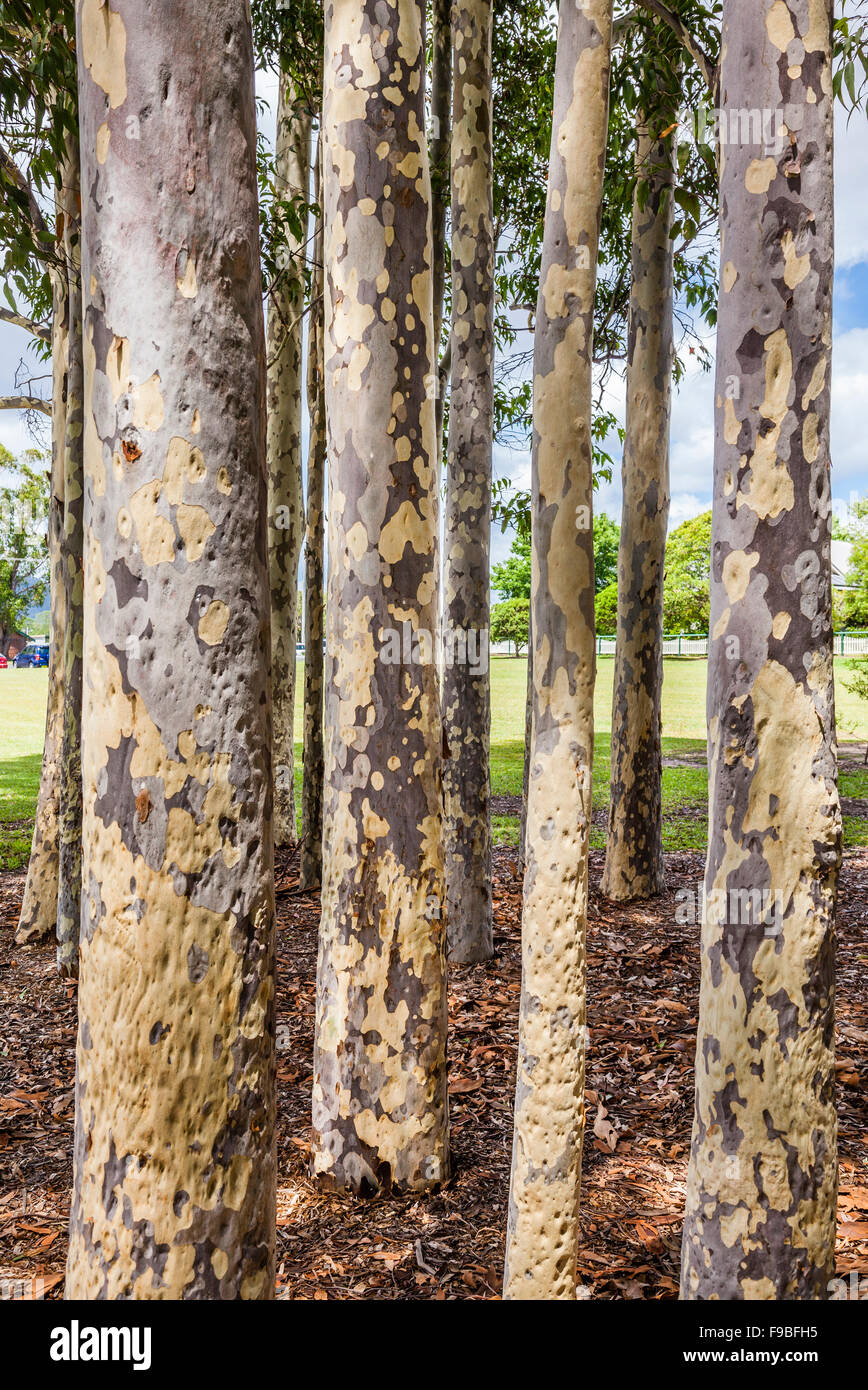 Spotted gum hi-res stock photography and images - Alamy