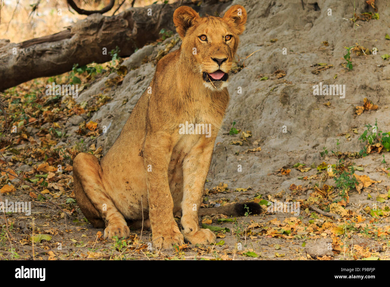 Lion sitting wildlife hi-res stock photography and images - Alamy