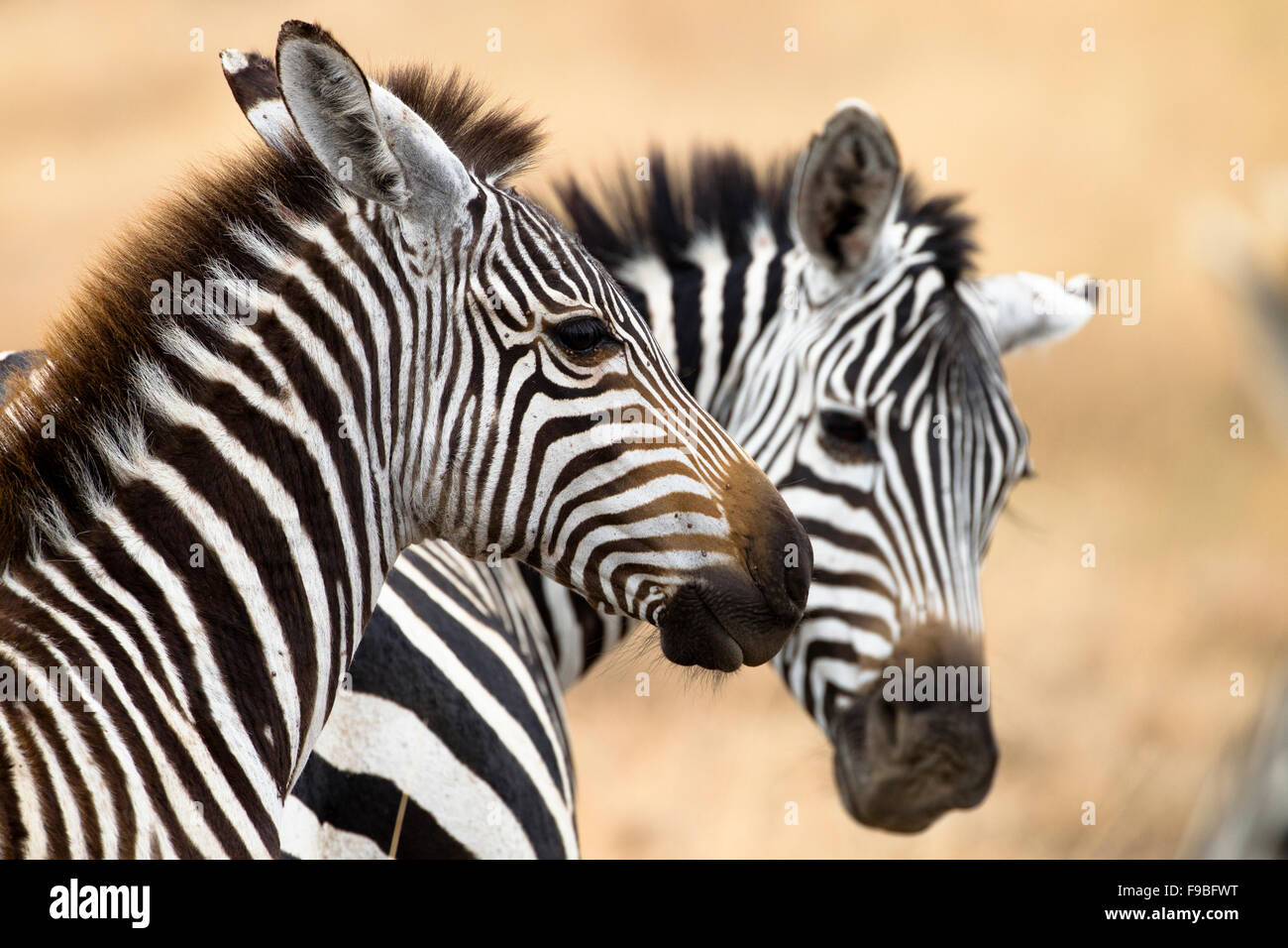 Two young Zebra at play Stock Photo - Alamy