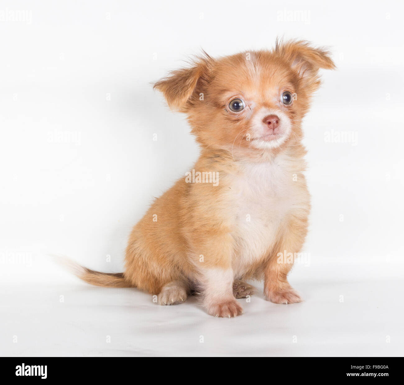chihuahua puppy in front of a white background Stock Photo - Alamy