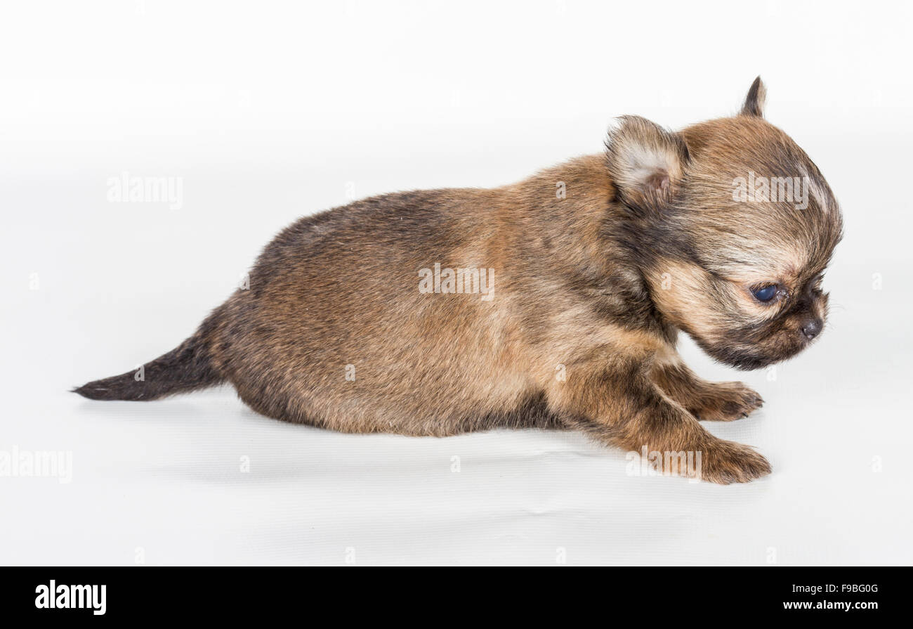 chihuahua puppy in front of a white background Stock Photo - Alamy