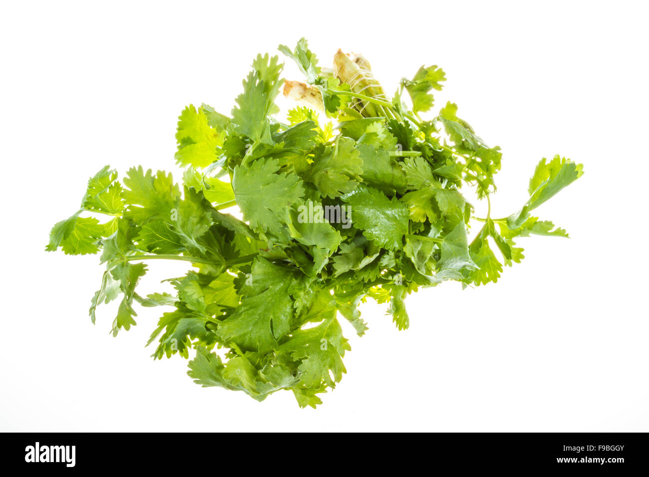 Closeup photo of fresh coriander / cilantro (Leaves & Roots) on white ...