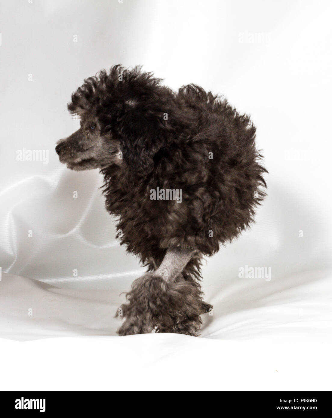 Poodle in front of white background Stock Photo - Alamy