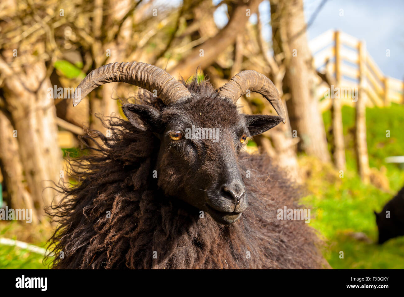 Black Horned Ram Stock Photo - Alamy