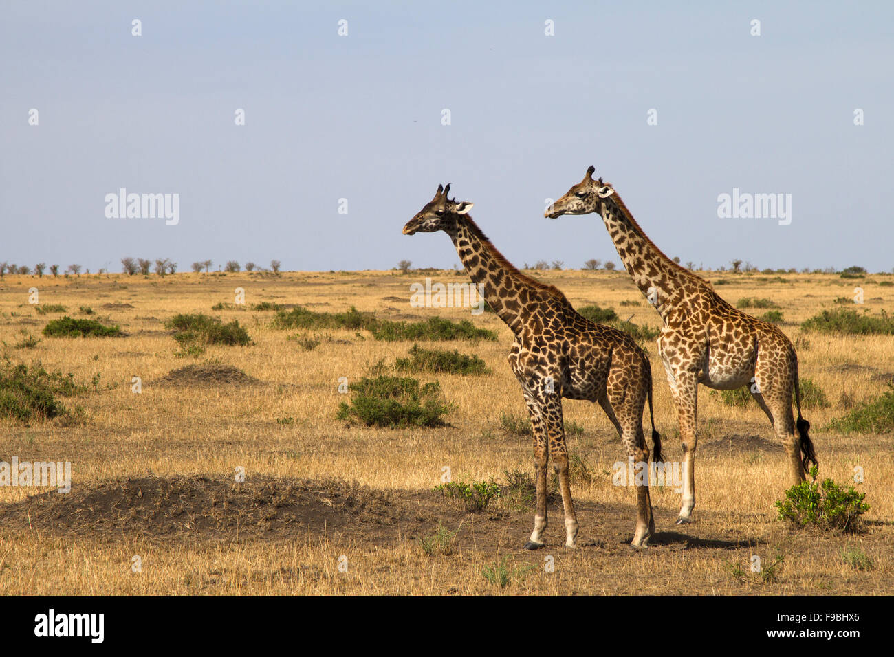 Giraffe necked people hi-res stock photography and images - Alamy