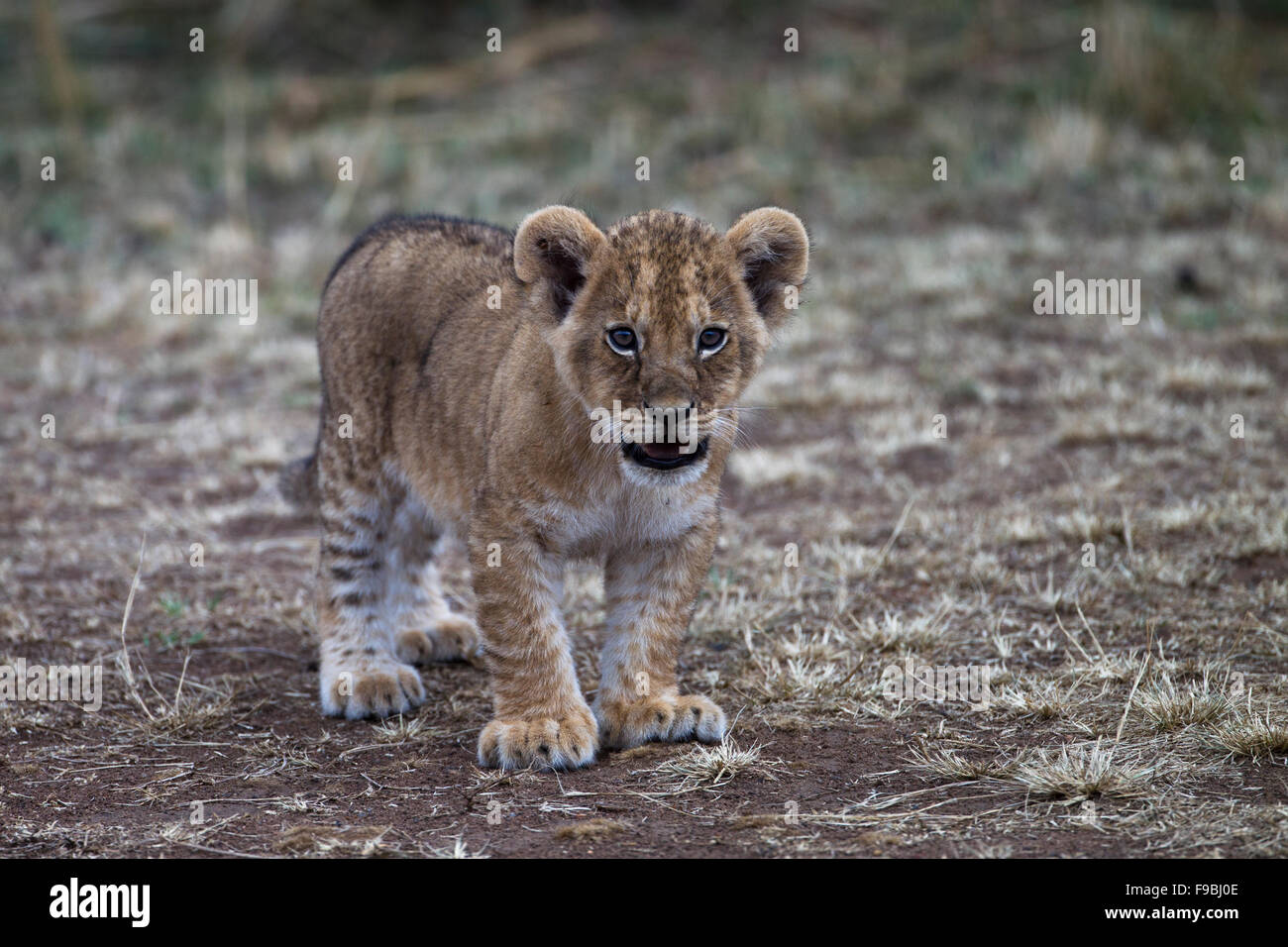 Cute little lion cub Stock Photo - Alamy
