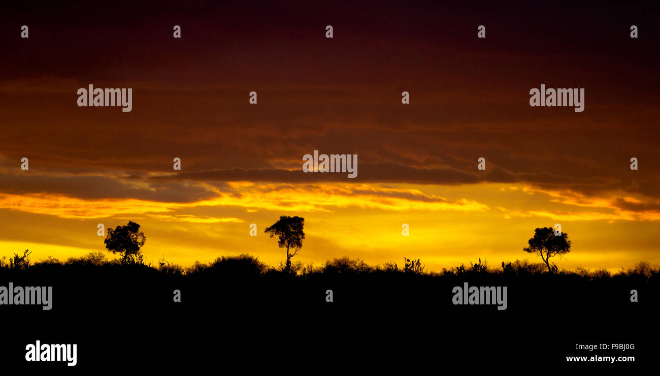 African trees hi-res stock photography and images - Alamy