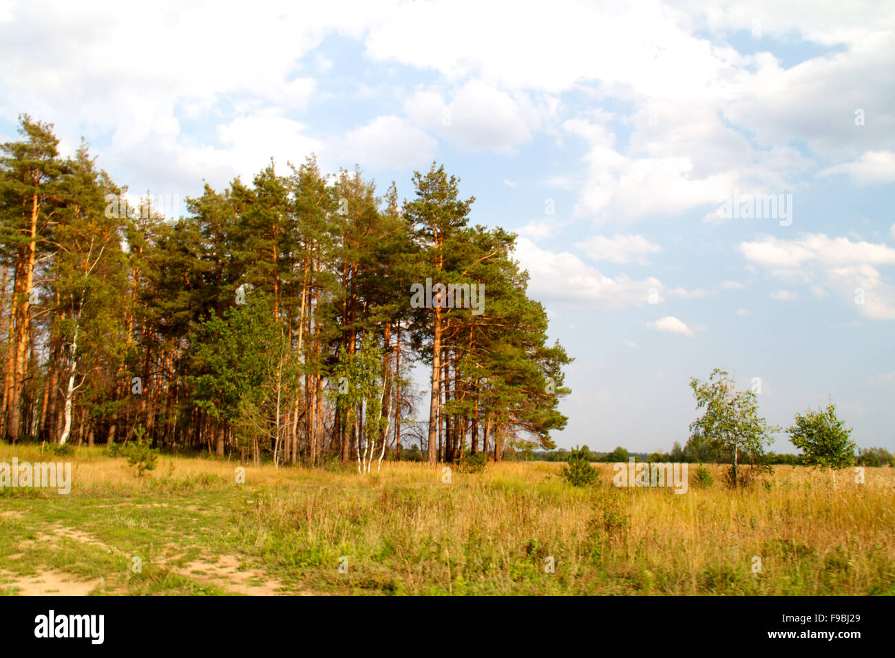 grass valley in forest during summer Stock Photo - Alamy