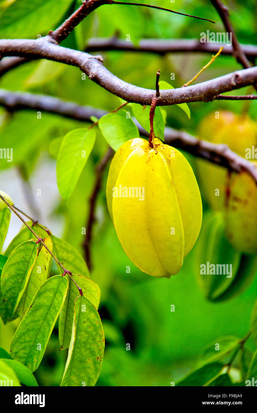 Star apple fruit on the tree Stock Photo - Alamy