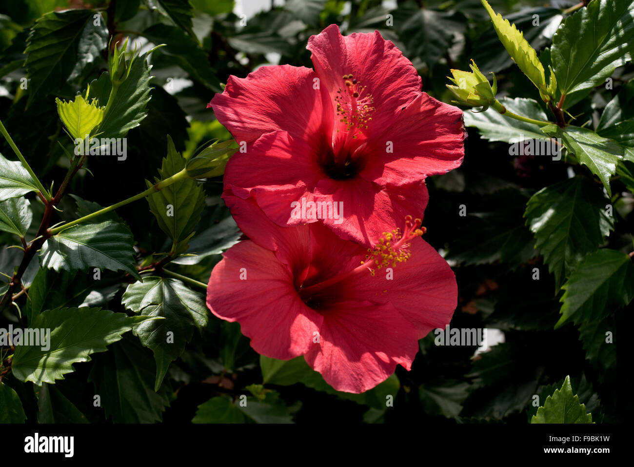 Hibiscus flower on the Rock of Gibraltar at the entrance to the ...