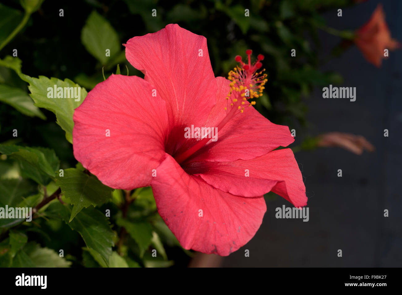 Hibiscus Flower on the Rock of Gibraltar at the entrance to the ...