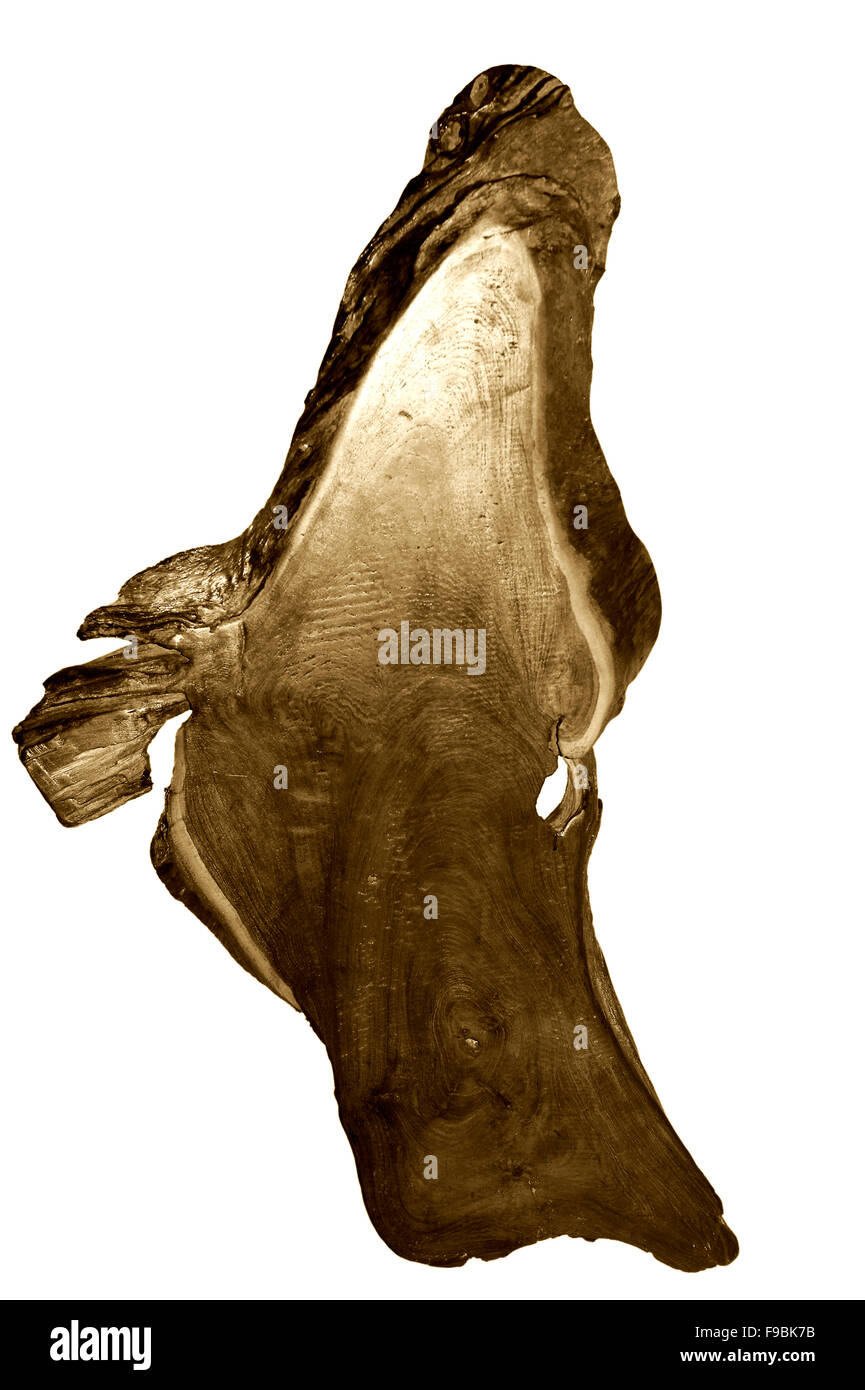 Closeup tree trunk Cut Out Stock Images & Pictures - Alamy