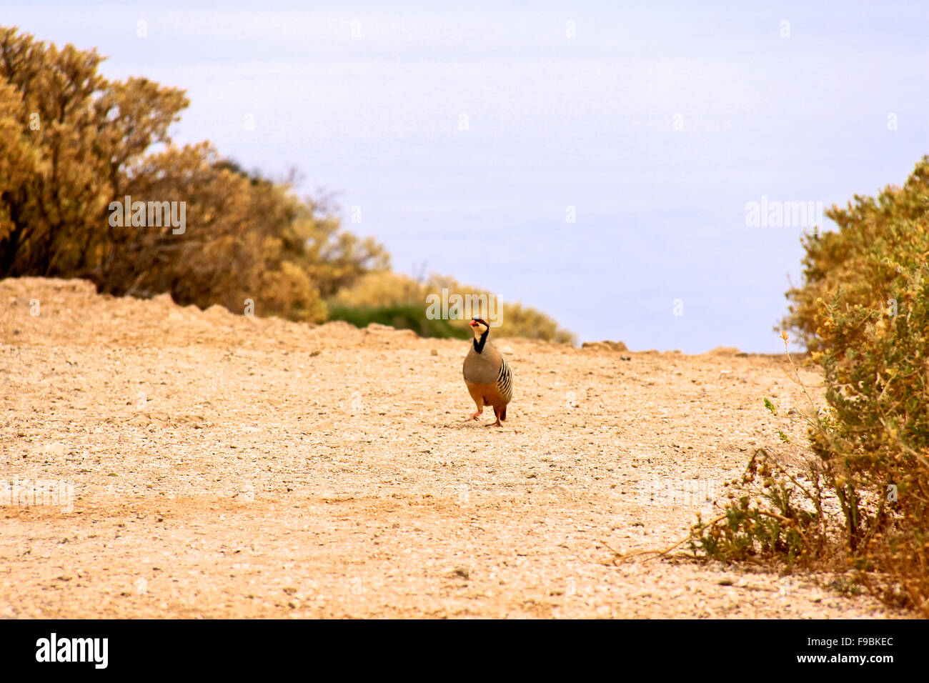 Partridge pen hi-res stock photography and images - Alamy