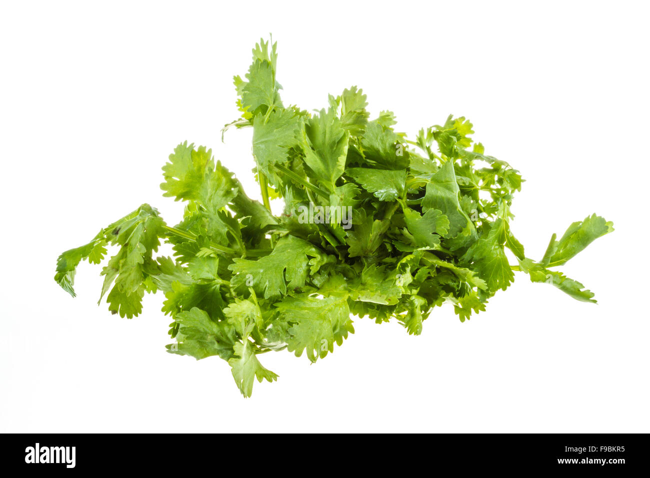 Closeup photo of fresh coriander / cilantro (Leaves & Roots) on white ...