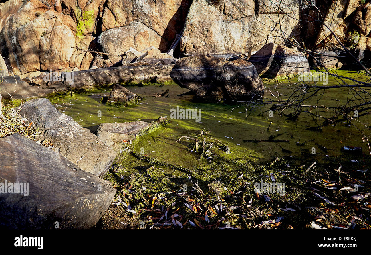 Green Algae in water surrounding a lake with boulders and leaves Stock ...