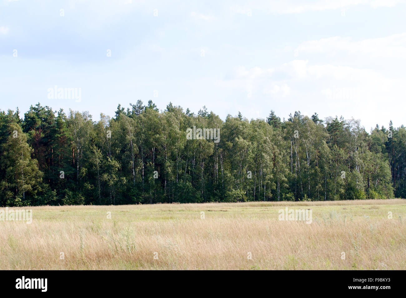 grass valley in forest during summer Stock Photo - Alamy