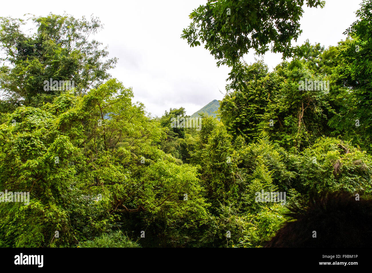 Beautiful rain forest Stock Photo - Alamy