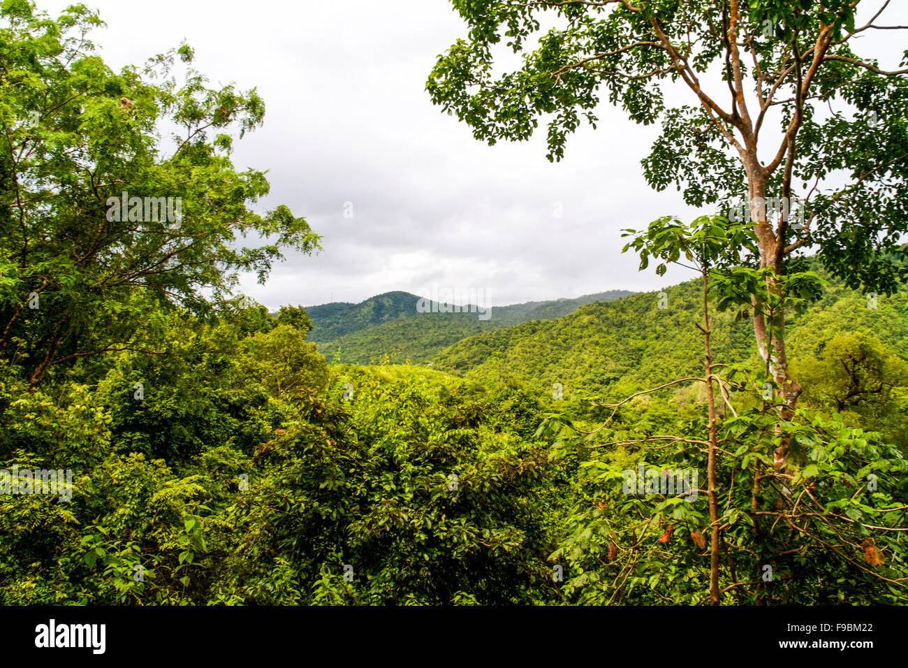 Beautiful rain forest Stock Photo - Alamy
