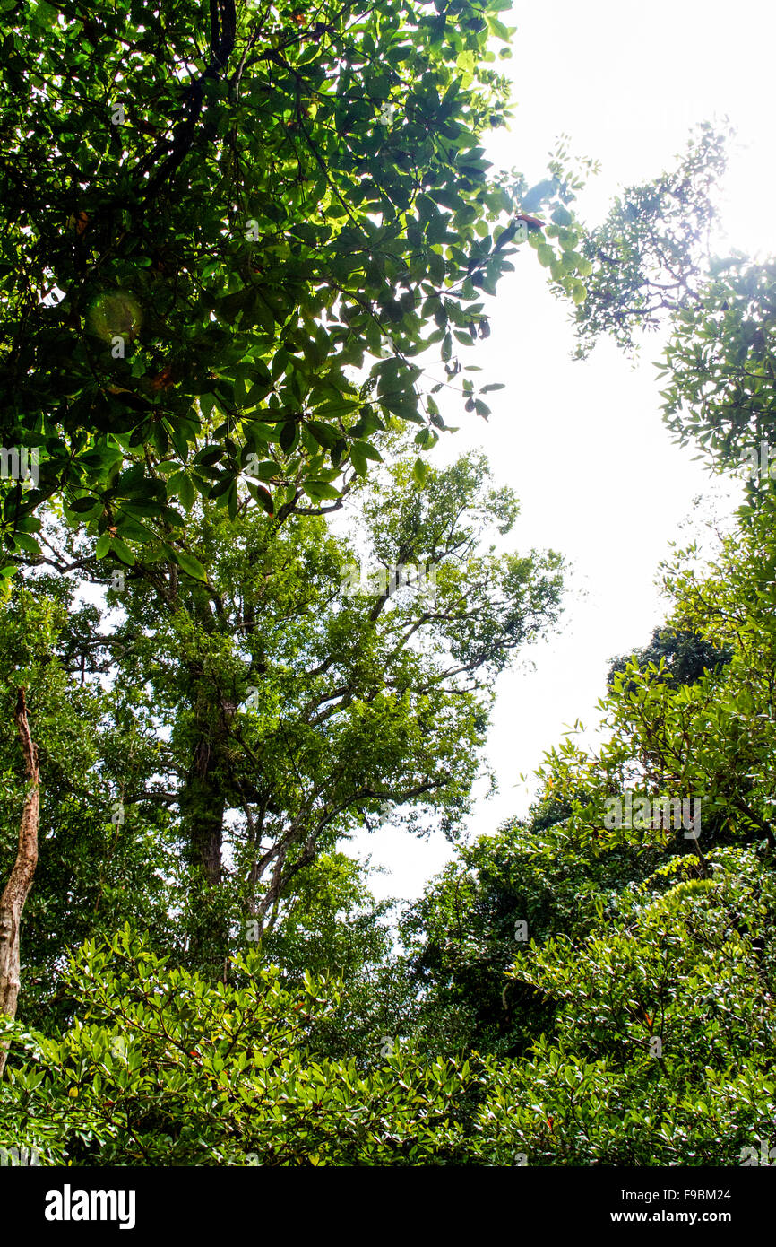 Beautiful rain forest Stock Photo - Alamy