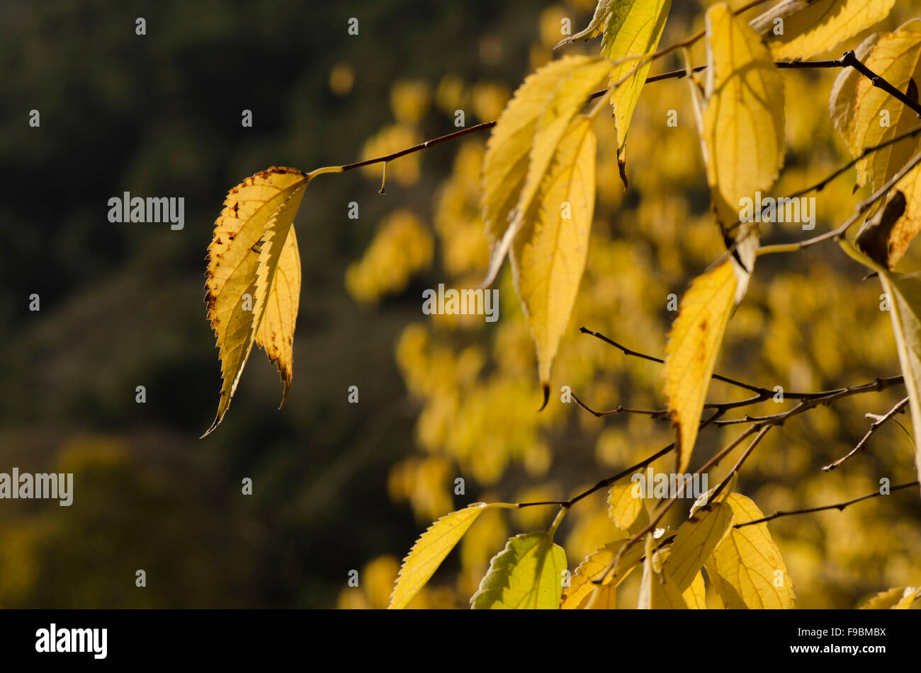 Yellow afternoon light hi-res stock photography and images - Alamy