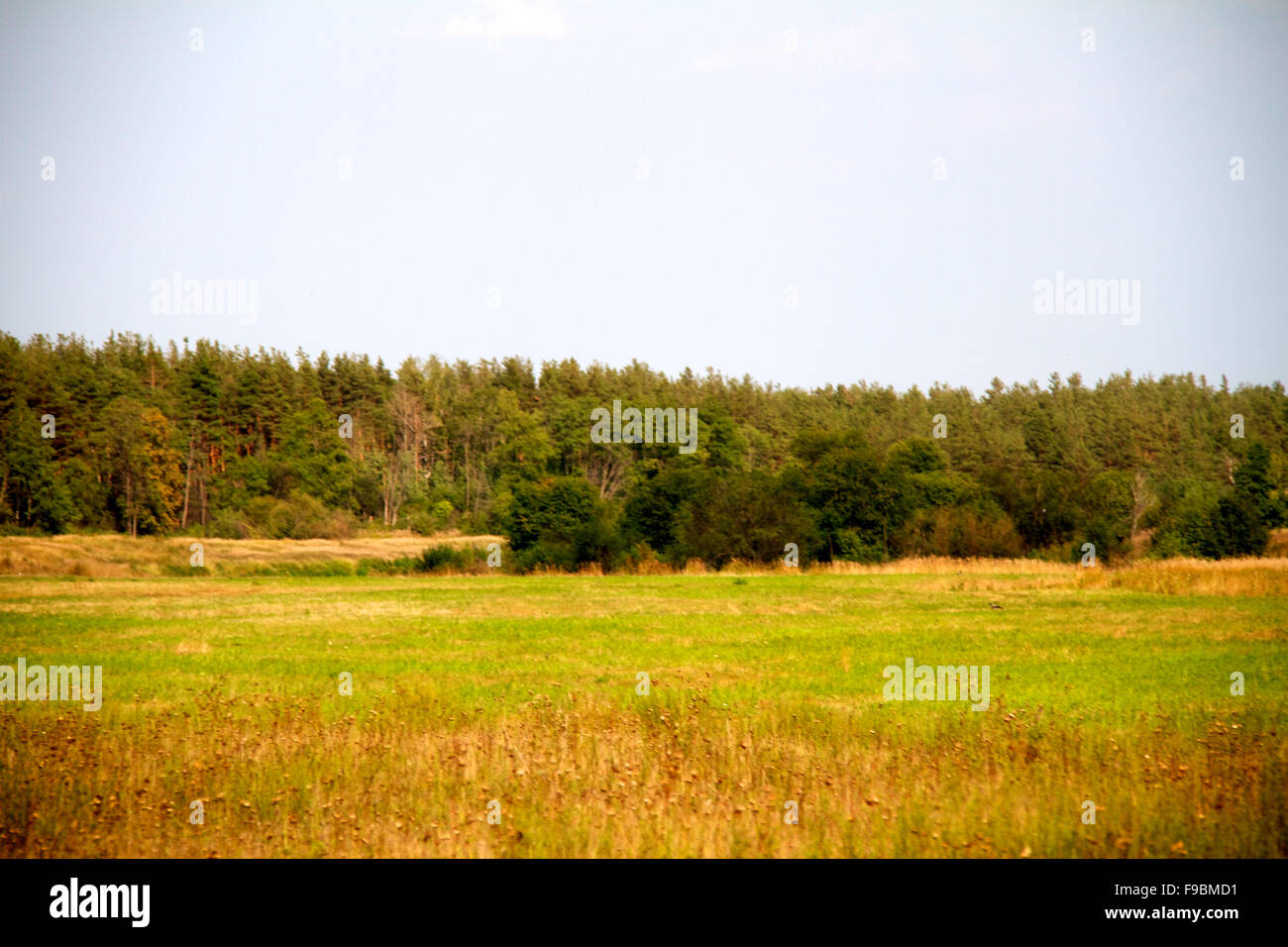 grass valley in forest during summer Stock Photo - Alamy