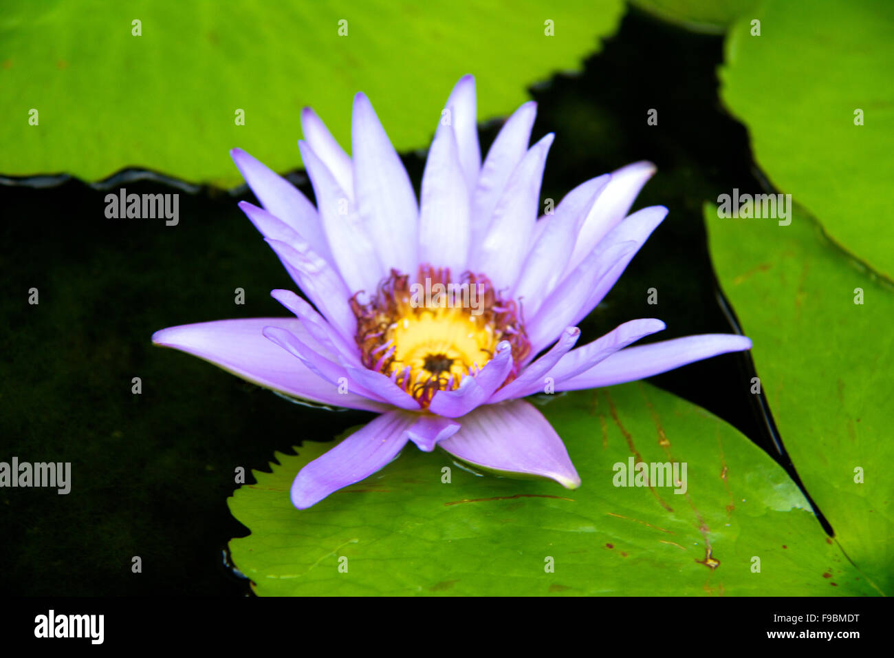 Beautiful Lotus Flower Stock Photo - Alamy