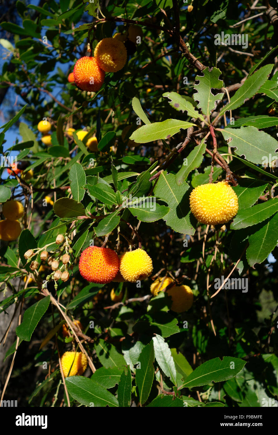 Irish strawberry tree hi-res stock photography and images - Alamy