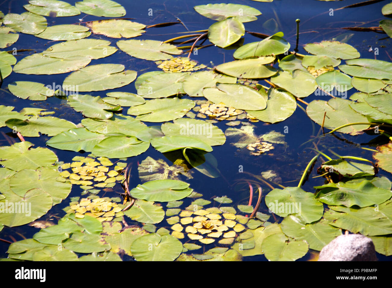 Dnipro river coast in Ukraine Stock Photo - Alamy