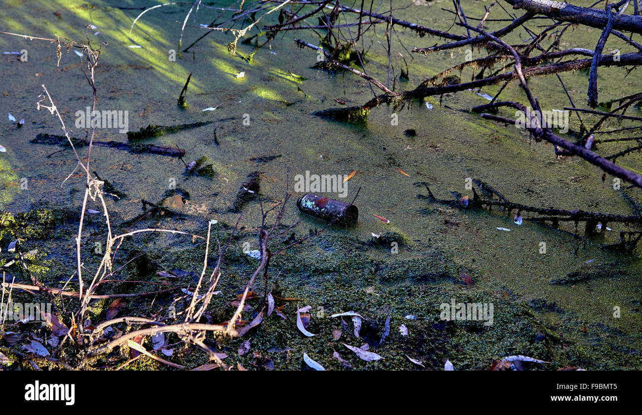 Green Algae in water surrounding a lake with leaves, branches and trash ...