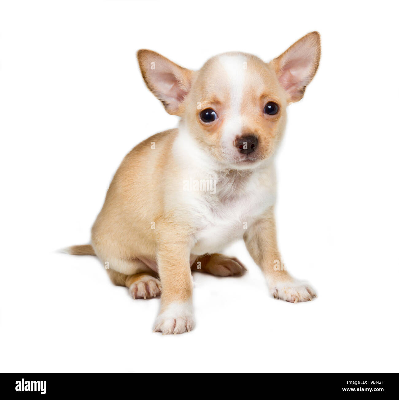 Chihuahua puppy in front of white background Stock Photo - Alamy