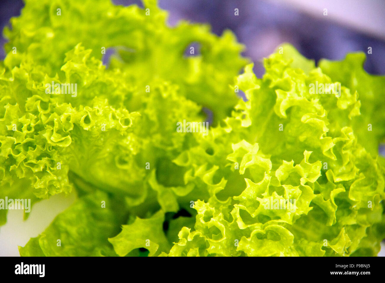 Growing lettuce in rows in the vegetable garden Stock Photo - Alamy