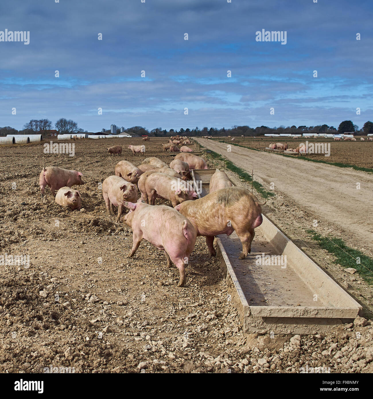 Pigs feeding on an organic, free-range pig farm Stock Photo - Alamy